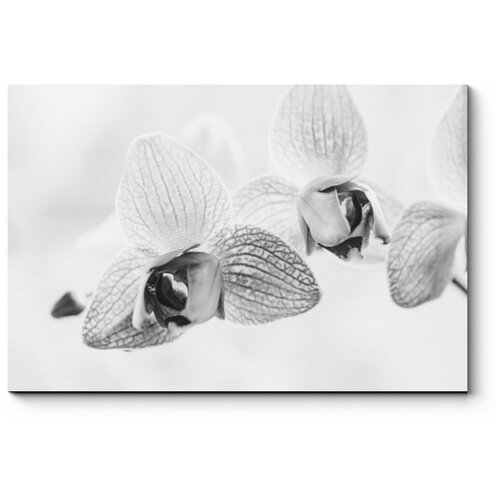 Модульная картина Черно-белые орхидеи 40x27