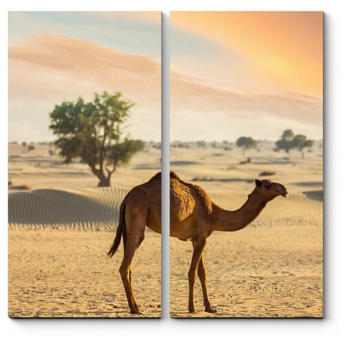 Модульная картина Верблюд, очарованный песками 100x100