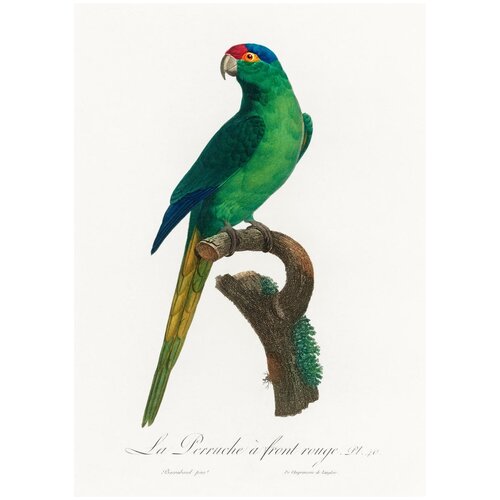 Постер / Плакат / Картина Зеленый попугай 60х90 см в раме