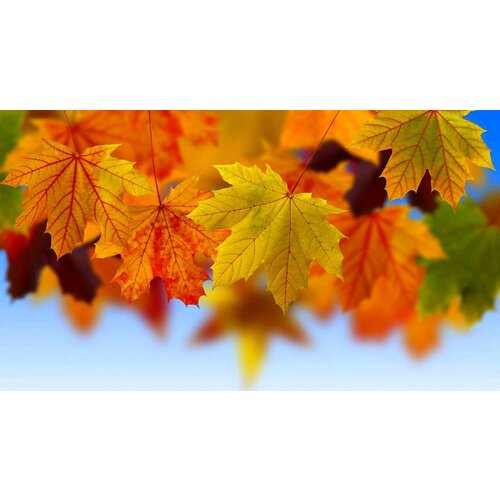 Картина на холсте 60x110 LinxOne "Листья осень макро коллаж клен" интерьерная для дома / на стену / на кухню / с подрамником