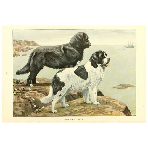 Постер / Плакат / Картина Охотничьи собаки 50х70 см в подарочном тубусе