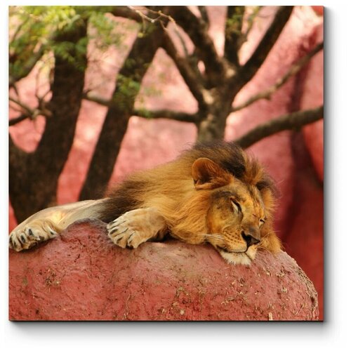Модульная картина Африканский лев отдыхает30x30