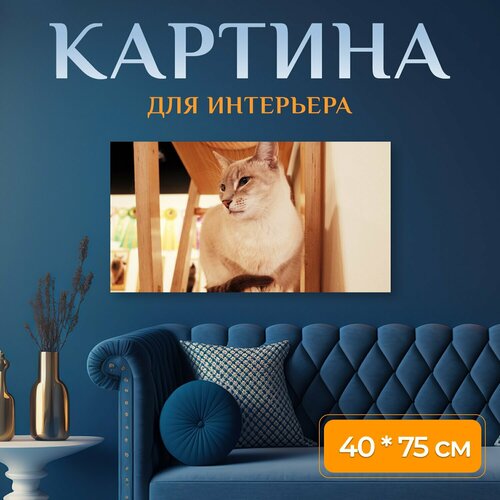 Картина на холсте "Кошка, кошачье кафе, милый" на подрамнике 75х40 см. для интерьера