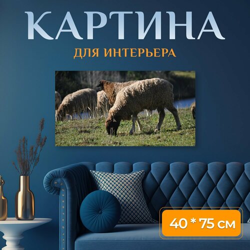 Картина на холсте "Овец, животное, пастбище" на подрамнике 75х40 см. для интерьера