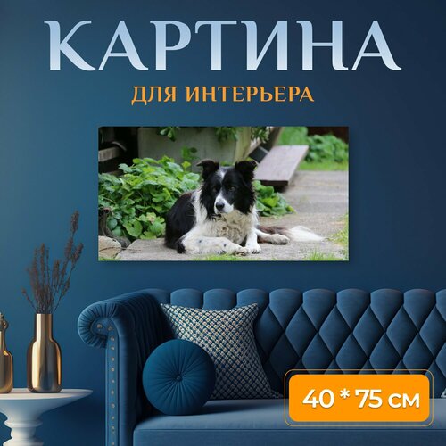 Картина на холсте "Собака, колли, домашний питомец" на подрамнике 75х40 см. для интерьера