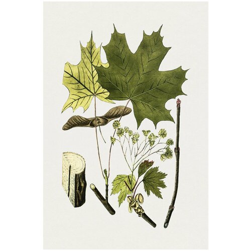 Постер / Плакат / Картина Листья - Норвежские кленовые листья 40х50 см в раме