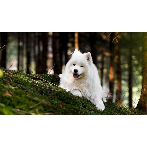 Картина на холсте 60x110 LinxOne "Природа лес собака боке самоед" интерьерная для дома / на стену / на кухню / с подрамником