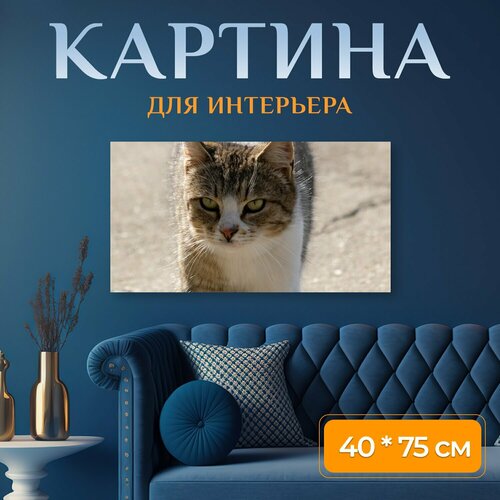 Картина на холсте "Котенок, кошка, мило" на подрамнике 75х40 см. для интерьера