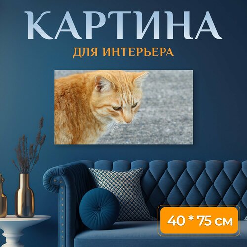 Картина на холсте "Кошка, полосатый, бродячая кошка" на подрамнике 75х40 см. для интерьера