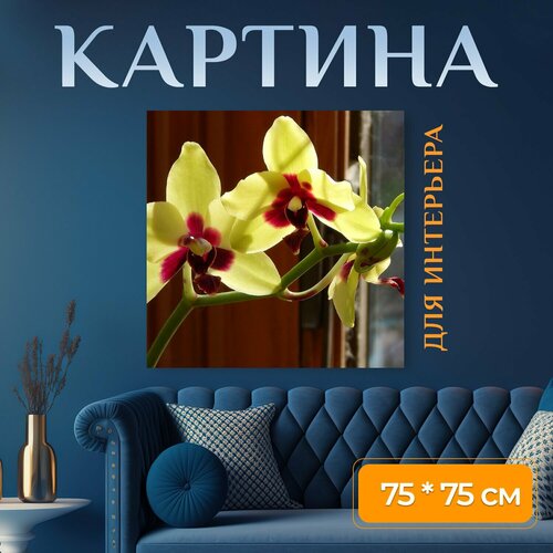 Картина на холсте "Гибридный фаленопсис с бутонами, фаленопсис, орхидея" на подрамнике 75х75 см. для интерьера