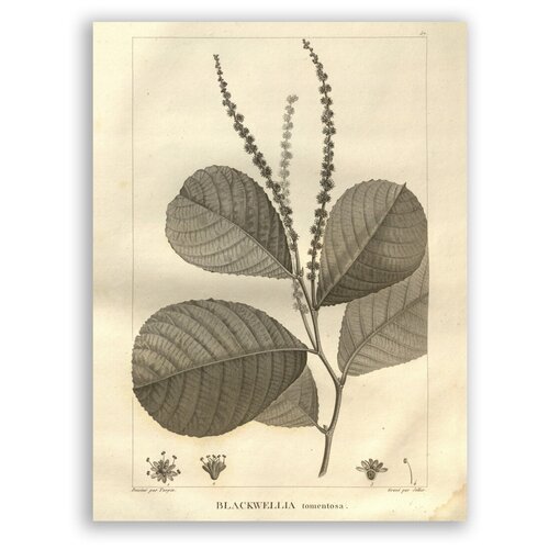 Гравюра Постер на бумаге / Blackwellia tomentosa