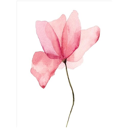 Постер / Плакат / Картина Розовый цветок 50х70 см в раме