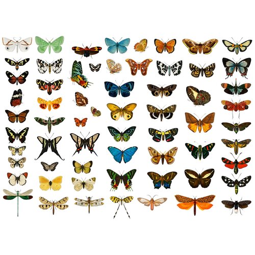 Постер / Плакат / Картина Красочная коллекция бабочек 40х50 см в подарочном тубусе