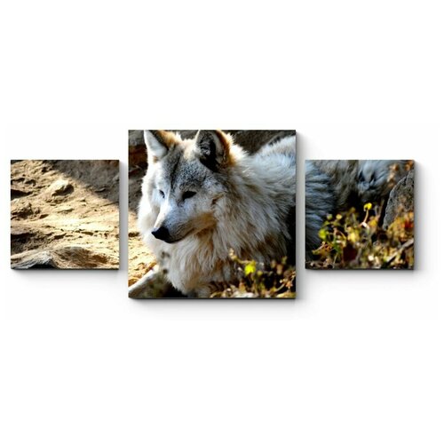 Модульная картина Гималайский волк 130x56
