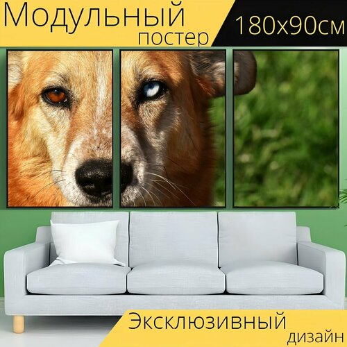 Модульный постер "Собака, животное, разные цвета глаз" 180 x 90 см. для интерьера