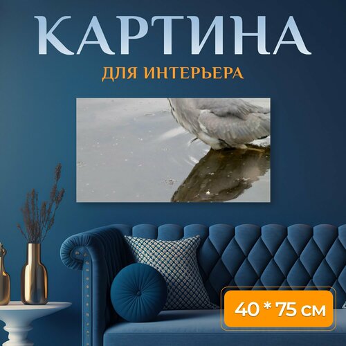 Картина на холсте "Серая цапля, цапля, клюв" на подрамнике 75х40 см. для интерьера