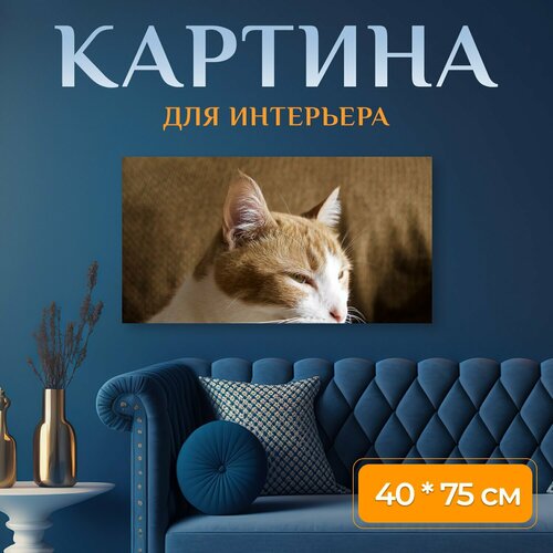 Картина на холсте "Кошка, сонный, животное" на подрамнике 75х40 см. для интерьера