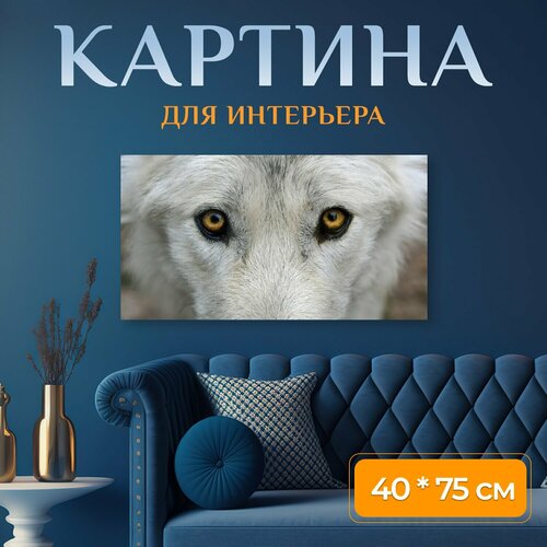 Картина на холсте "Волк, смотреть, хищник" на подрамнике 75х40 см. для интерьера