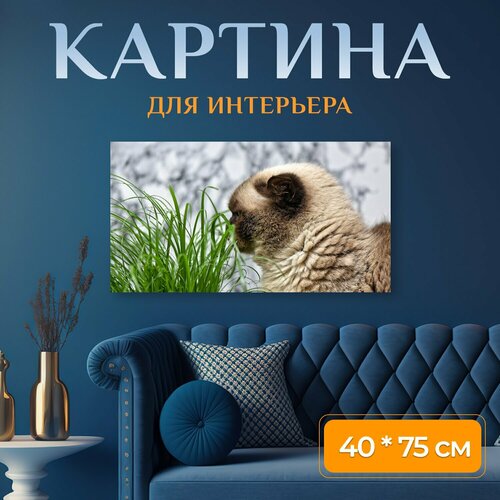 Картина на холсте "Британская короткошерстная кошка, кошка трава, волк вниз" на подрамнике 75х40 см. для интерьера