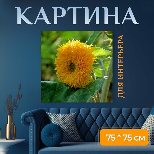 Картина на холсте "Подсолнечник, цветок, желтый" на подрамнике 75х75 см. для интерьера