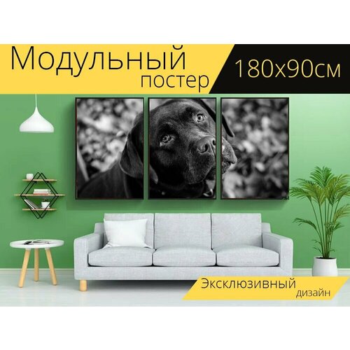 Модульный постер "Собака, лабрадор, черное и белое" 180 x 90 см. для интерьера