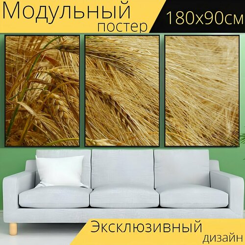 Модульный постер "Пшеница, уборка урожая, природа" 180 x 90 см. для интерьера