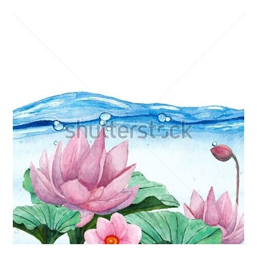 Постер на холсте Акварельный рисунок розовых кувшинок на воде 50см. x 50см.