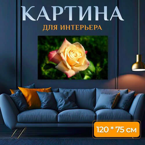 Картина на холсте "Роза, цветок, природа" на подрамнике 120х75 см. для интерьера