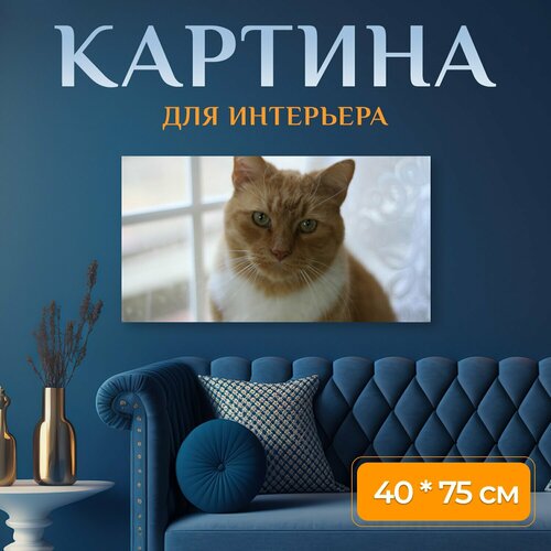 Картина на холсте "Кошка, апельсин, животное" на подрамнике 75х40 см. для интерьера