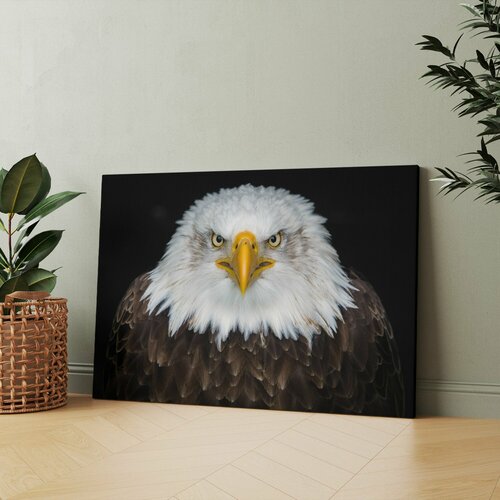 Картина на холсте "Крупный план белоголового орлана на черном фоне" 60x80 см. Интерьерная, на стену.