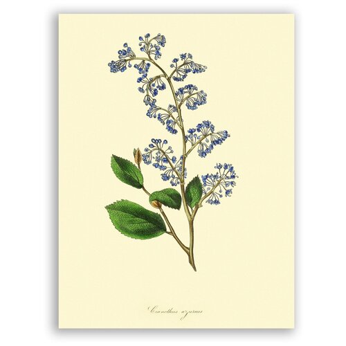 Гравюра Постер на бумаге / Ceanothus Azureus