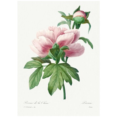 Постер / Плакат / Картина на холсте Дикие цветы - Розовый пион 60x90 см в подарочном тубусе