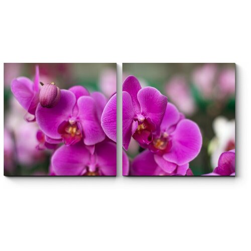 Модульная картина Прекрасные и нежные орхидеи 150x75