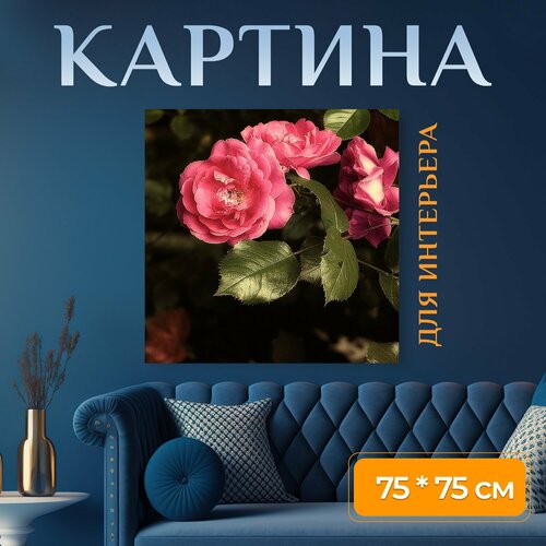 Картина на холсте "Роуз, цветок, садовый цветок" на подрамнике 75х75 см. для интерьера