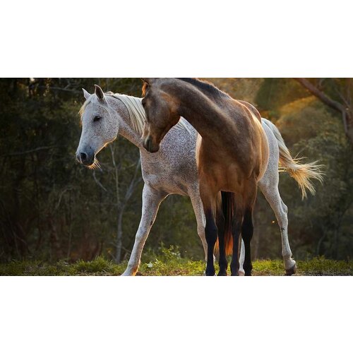 Картина на холсте 60x110 LinxOne "Природа окрас пара лошади лучи" интерьерная для дома / на стену / на кухню / с подрамником