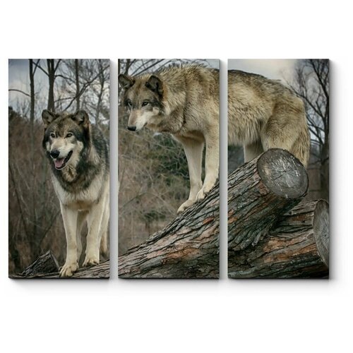 Модульная картина Волки в осеннем лесу 80x57