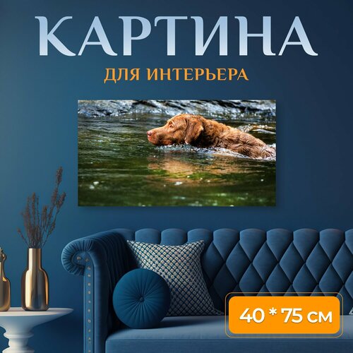Картина на холсте "Собака, чезапик бэй ретривер, домашние питомцы" на подрамнике 75х40 см. для интерьера