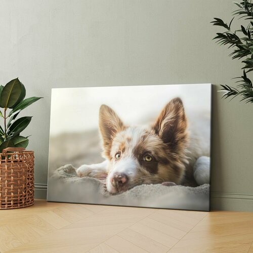 Картина на холсте (Австралийская овчарка щенки, хаски) 40x60 см. Интерьерная, на стену.