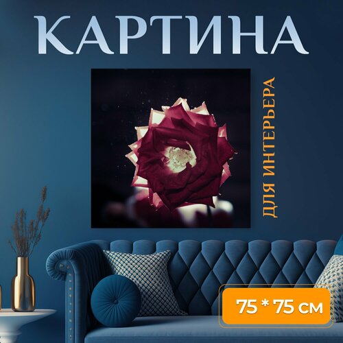 Картина на холсте "Роза, цветок, завод" на подрамнике 75х75 см. для интерьера