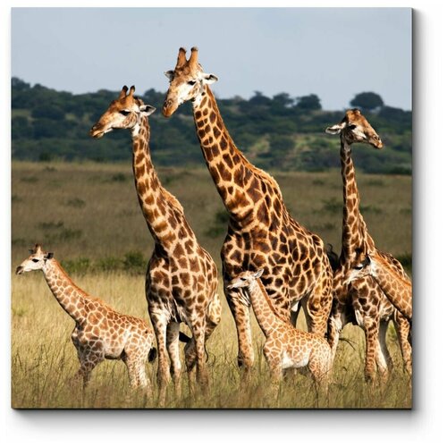 Модульная картина Большая семья жирафов 100x100