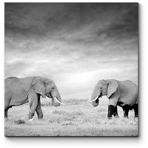 Модульная картина Слоны в национальном парке 30x30