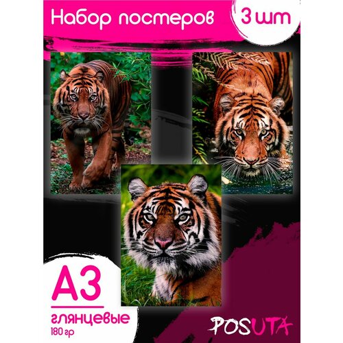 Постеры Тигр в траве Постеры интерьерные