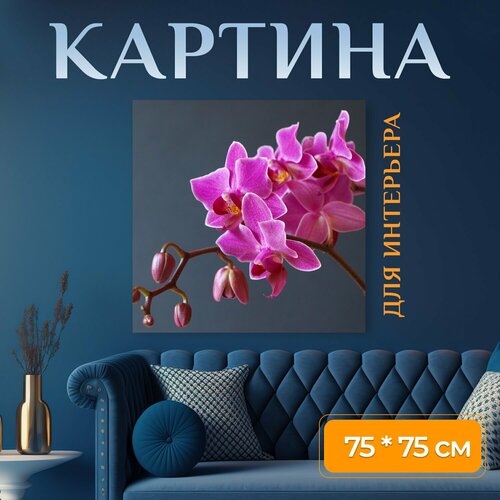 Картина на холсте "Орхидея, цветок, цвести" на подрамнике 75х75 см. для интерьера