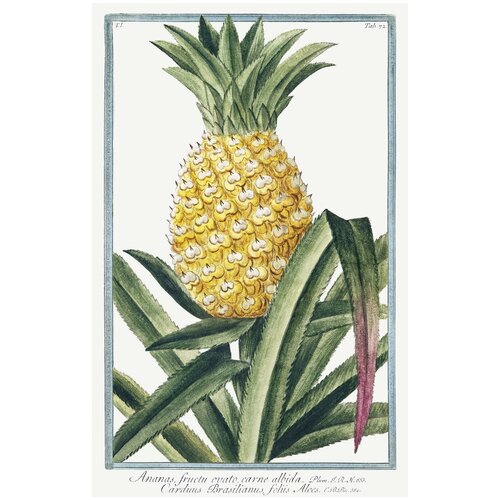Постер / Плакат / Картина Как растет ананас 90х120 см в подарочном тубусе