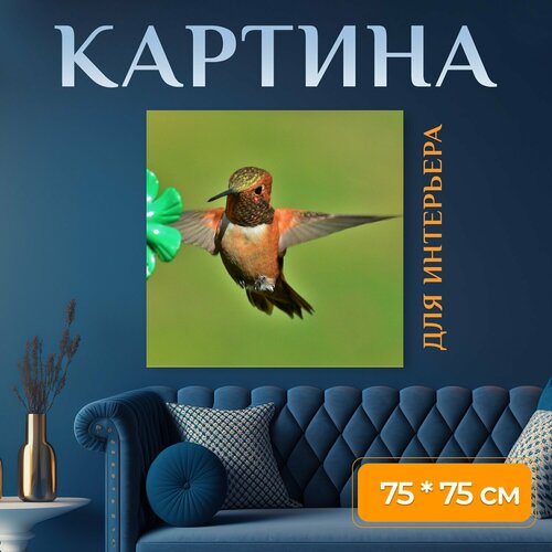 Картина на холсте "Самка рыжего колибри, колибри, птица" на подрамнике 75х75 см. для интерьера
