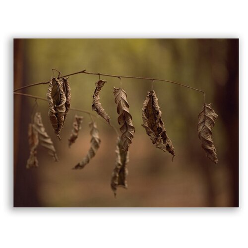 Гравюра Постер на бумаге / Dried leaves / Высохшие листья