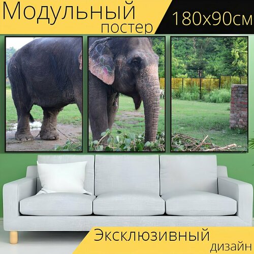 Модульный постер "Слон, одомашненный, индия" 180 x 90 см. для интерьера