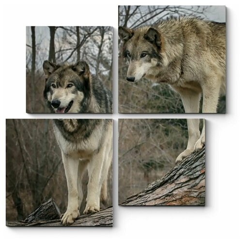Модульная картина Волки в осеннем лесу 70x70