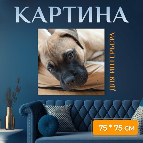 Картина на холсте "Щенок, собака, мастиф" на подрамнике 75х75 см. для интерьера