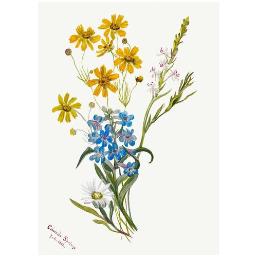Постер / Плакат / Картина Дикие цветы - Цветочный микс 50х70 см в раме